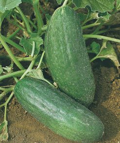 BIANCO OVALE Conventional Seeds, CUCUMBERS FROM THE SOUTH ITALY ⋆ De ...