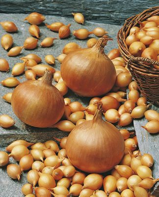 STURON Conventional Seeds, ONION YELLOW ⋆ De Corato Sementi
